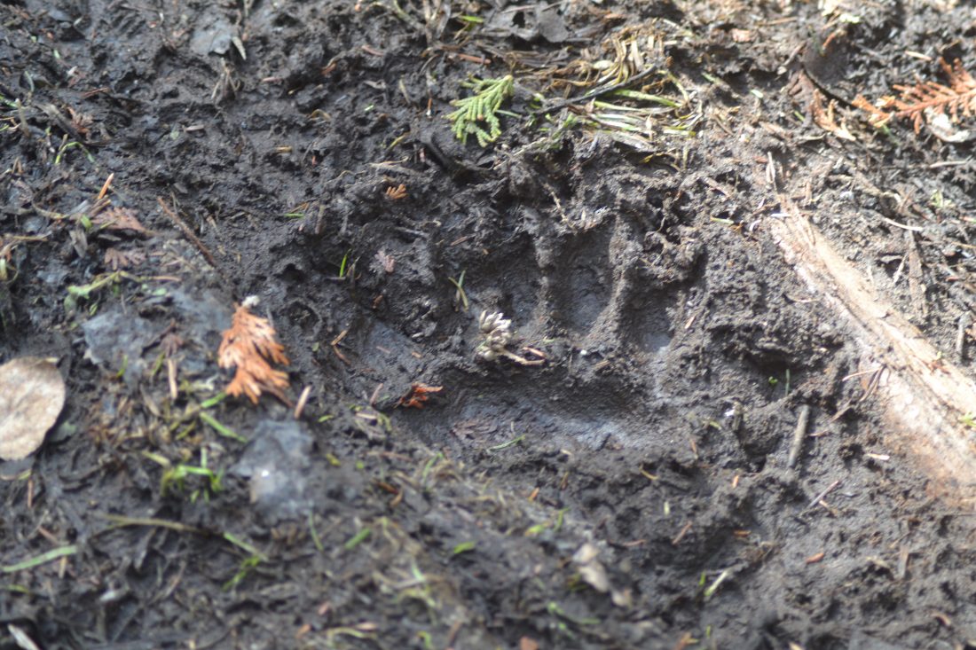 The lingering prints of the wild U.P. | News, Sports, Jobs - Daily Press